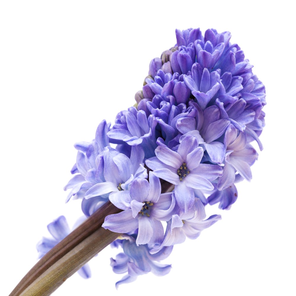 Hyacint - ako ho pestovať a rozmnožovať - DoDomácnosti