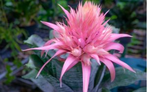 Bromélia (Vrízea) - ako pestovať, polievať, množiť - DoDomácnosti