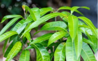 Ako zasadiť mango? Vypestujte si mangovník doma! - DoDomácnosti