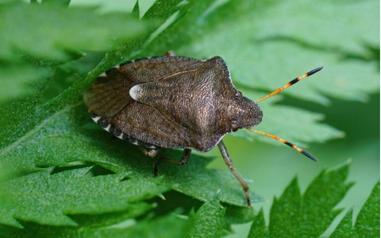 Ako sa zbaviť bzdochy v byte, dome či záhrade (postrek?) - DoDomácnosti