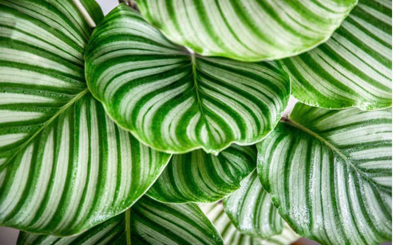 Majú listy ako od maliara - ako vypestovať krásne kalatey - DoDomácnosti