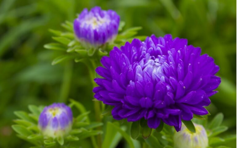 Kvety astry - ako sadiť a pestovať tieto trvalky - DoDomácnosti