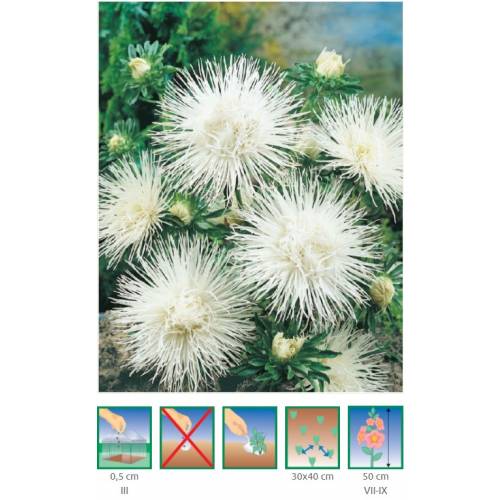 Kvety astry - ako sadiť a pestovať tieto trvalky - DoDomácnosti