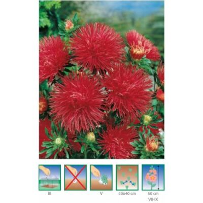 Kvety astry - ako sadiť a pestovať tieto trvalky - DoDomácnosti