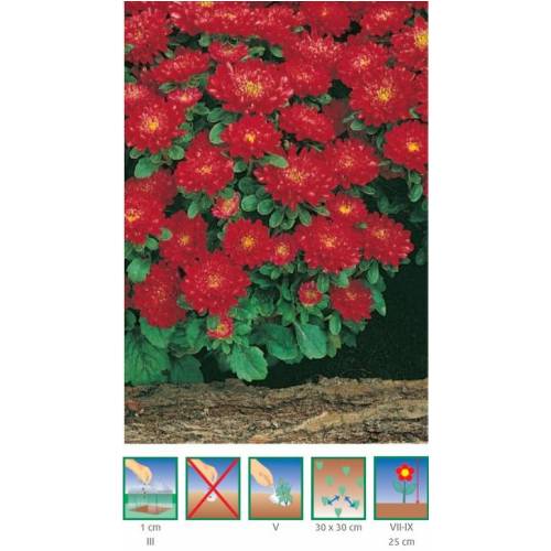 Kvety astry - ako sadiť a pestovať tieto trvalky - DoDomácnosti