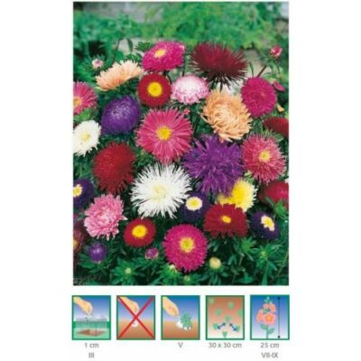 Kvety astry - ako sadiť a pestovať tieto trvalky - DoDomácnosti