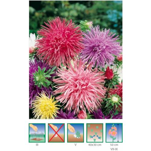 Kvety astry - ako sadiť a pestovať tieto trvalky - DoDomácnosti