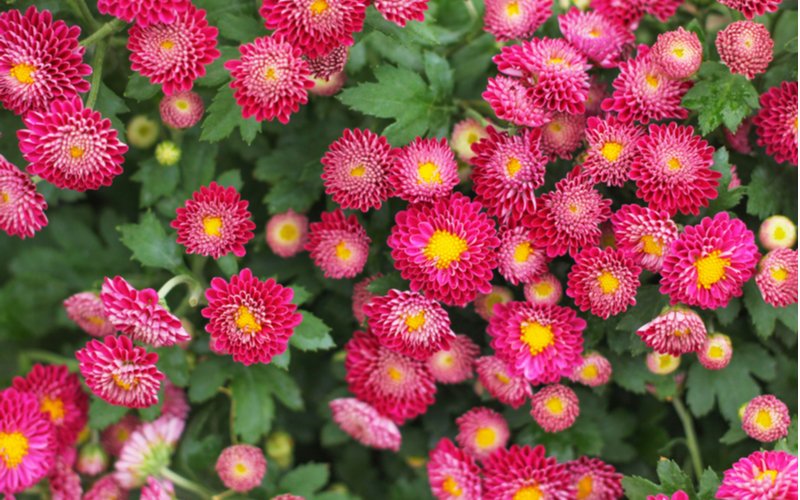 Kvety astry - ako sadiť a pestovať tieto trvalky - DoDomácnosti