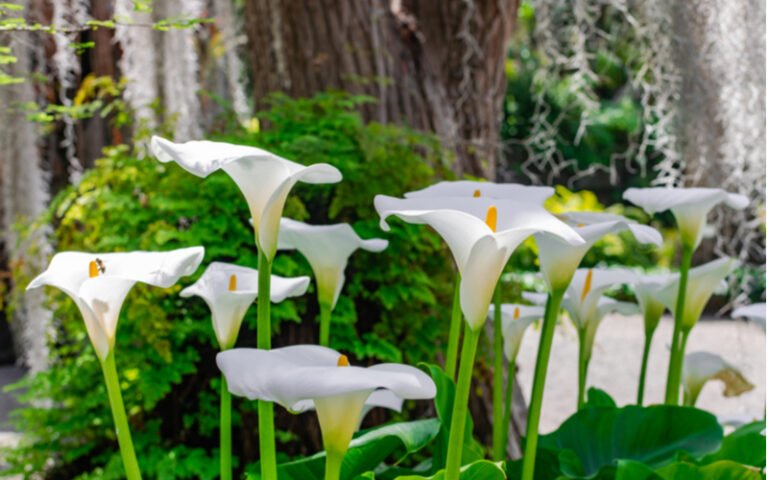 Kala etiópska - ako ju pestovať a rozmnožovať - DoDomácnosti