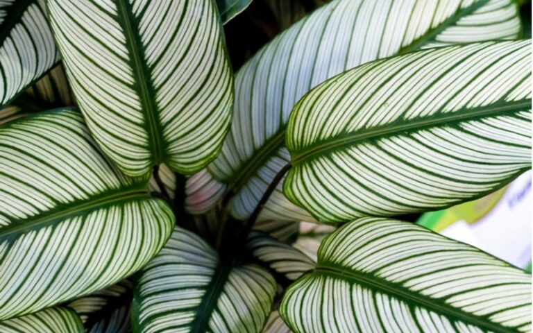 Majú listy ako od maliara - ako vypestovať krásne kalatey - DoDomácnosti