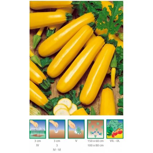 Cuketa - ako sadiť a pestovať + 3 recepty - DoDomácnosti