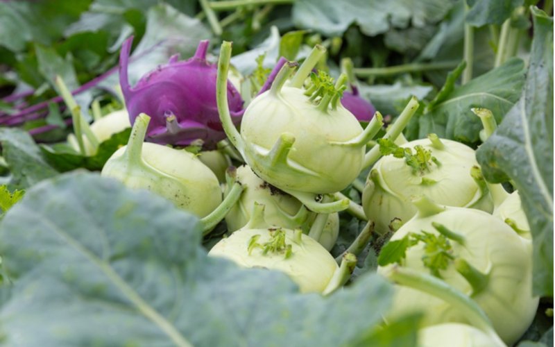 Pestujeme kaleráb, gigant - kedy sadiť / zberať, škodcovia - DoDomácnosti