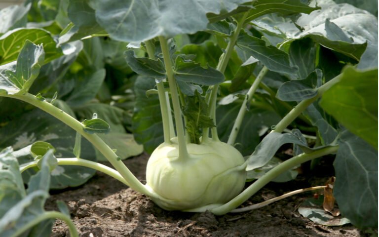 Pestujeme kaleráb, gigant - kedy sadiť / zberať, škodcovia - DoDomácnosti