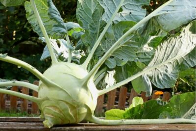 Pestujeme kaleráb, gigant - kedy sadiť / zberať, škodcovia - DoDomácnosti