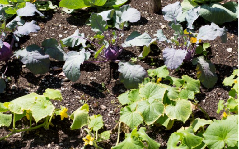 Pestujeme kaleráb, gigant - kedy sadiť / zberať, škodcovia - DoDomácnosti