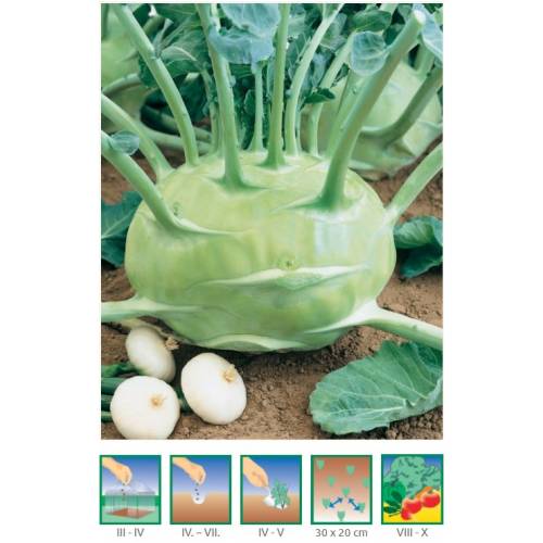 Pestujeme kaleráb, gigant - kedy sadiť / zberať, škodcovia - DoDomácnosti