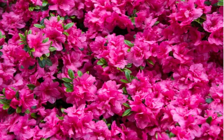 Rododendrón - pestovanie, starostlivosť, rozmnožovanie - DoDomácnosti