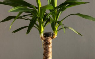 Juka - pestovanie, strihanie, starostlivosť, druhy - DoDomácnosti