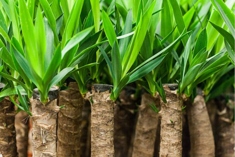 Juka - pestovanie, strihanie, starostlivosť, druhy - DoDomácnosti