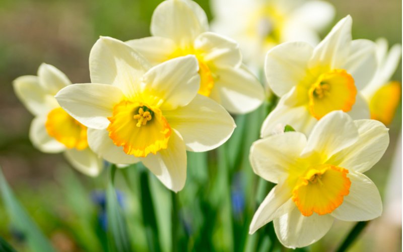 Narcis - pestovanie, sadenie, strihanie - DoDomácnosti
