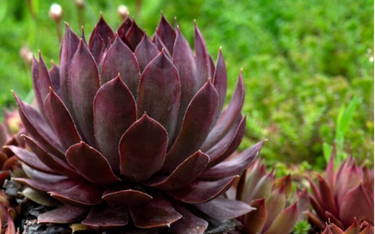 Skalná ruža - pestovanie v kvetináči, skalke záhrade - DoDomácnosti