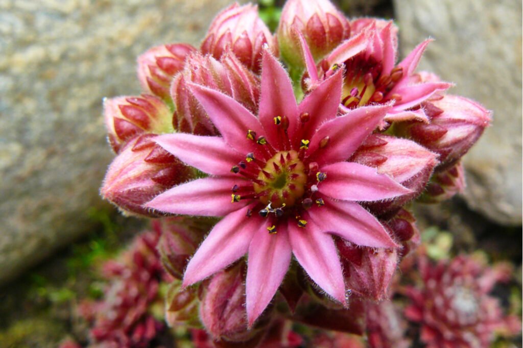 Skalná ruža - pestovanie v kvetináči, skalke záhrade - DoDomácnosti