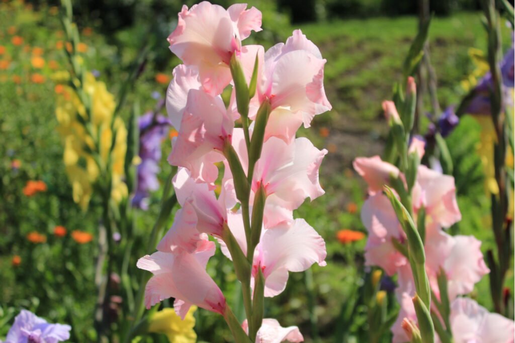 Sadíme Gladioly - kompletný sprievodca pestovaním - DoDomácnosti