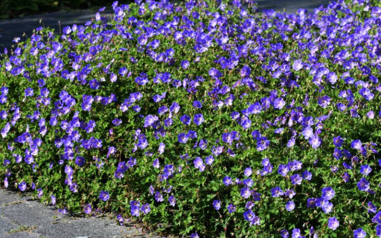 Pestujeme Pakost (Geranium) - krásnu pôdopokryvnú trvalku do polotieňa