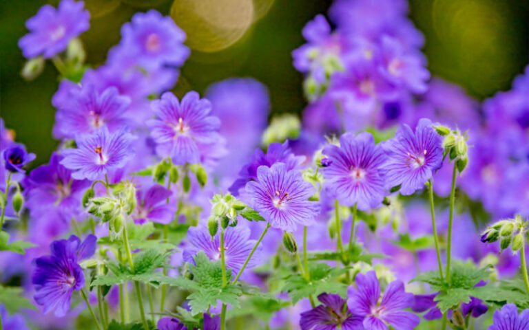 Pestujeme Pakost (Geranium) - krásnu pôdopokryvnú trvalku do polotieňa